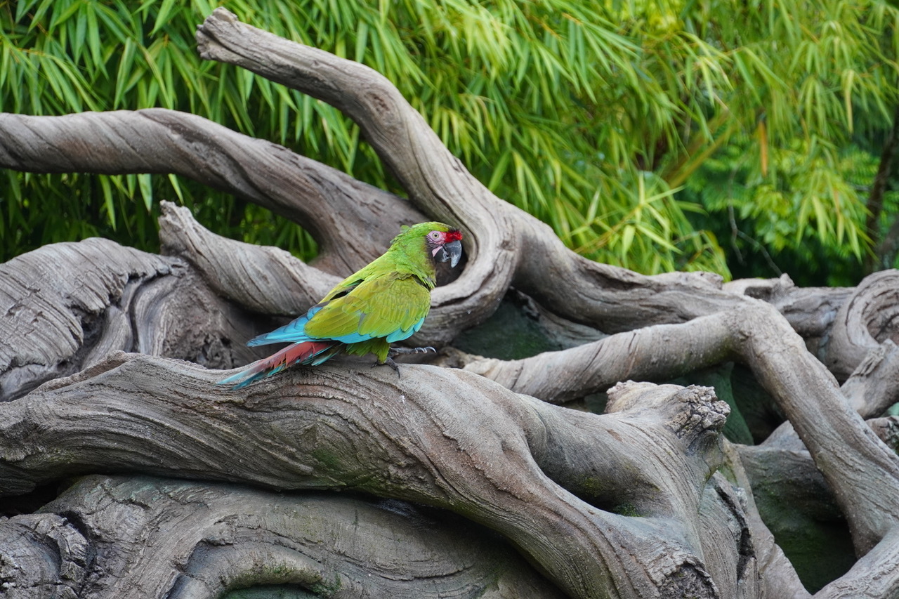 Winged Encounters - The Kingdom Takes Flight | Disney's Animal Kingdom