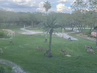 Room 2223 at Disney's Animal Kingdom Lodge (Jambo House)